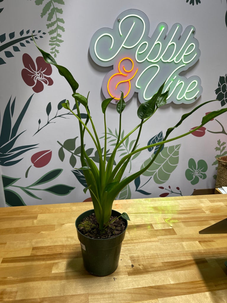 Tiny Dancer 6" | Pebble & Vine Plant co.