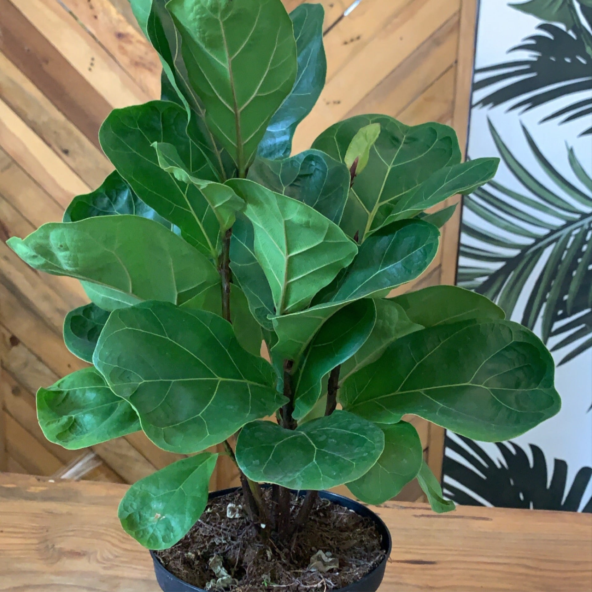 Fiddle Leaf Fig | Pebble & Vine Plant co.