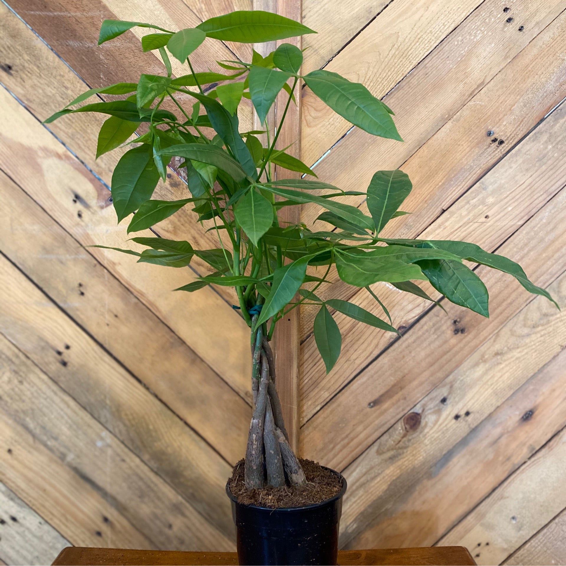 Money Tree | Pebble & Vine Plant co.