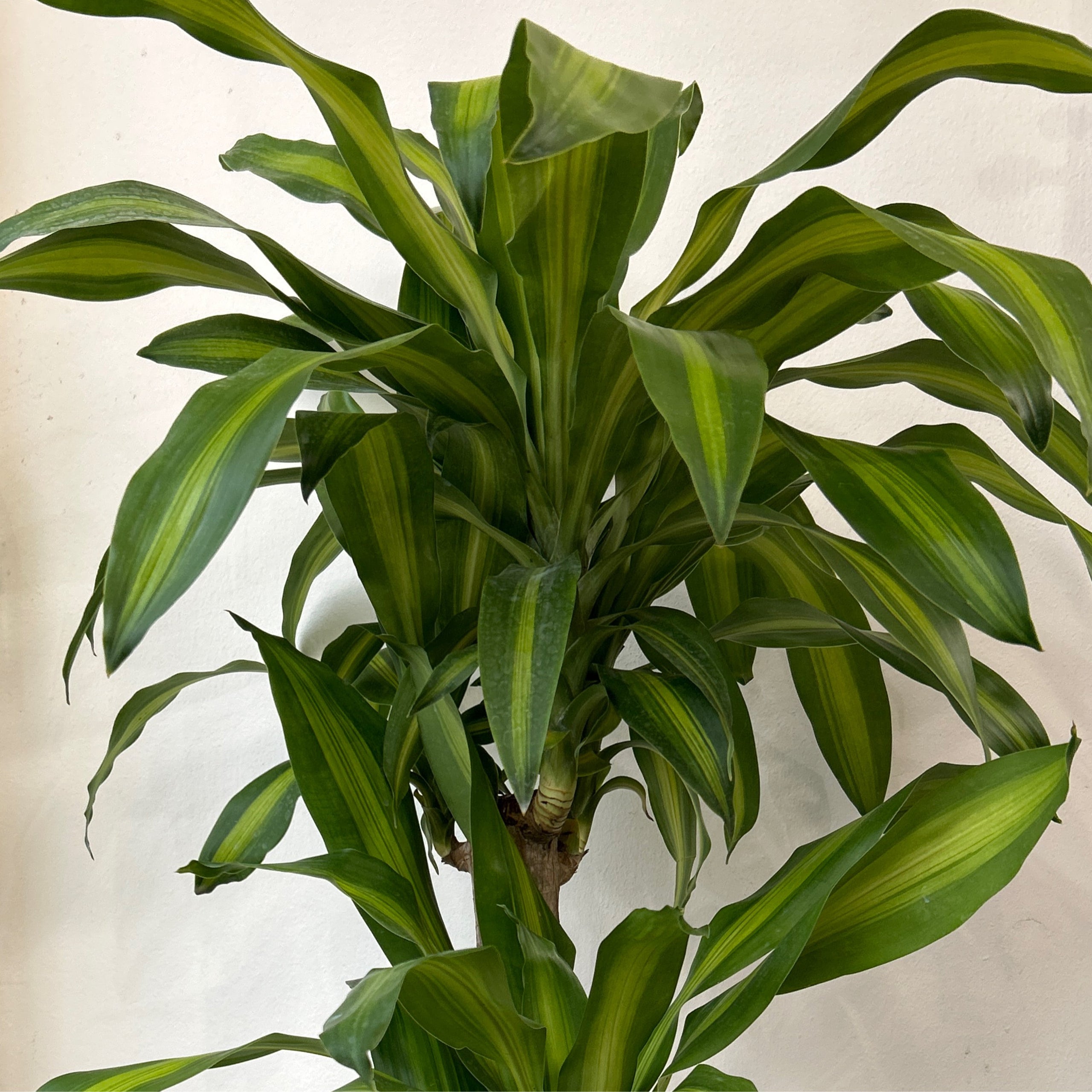 Vigoro Dracaena Mass Cane