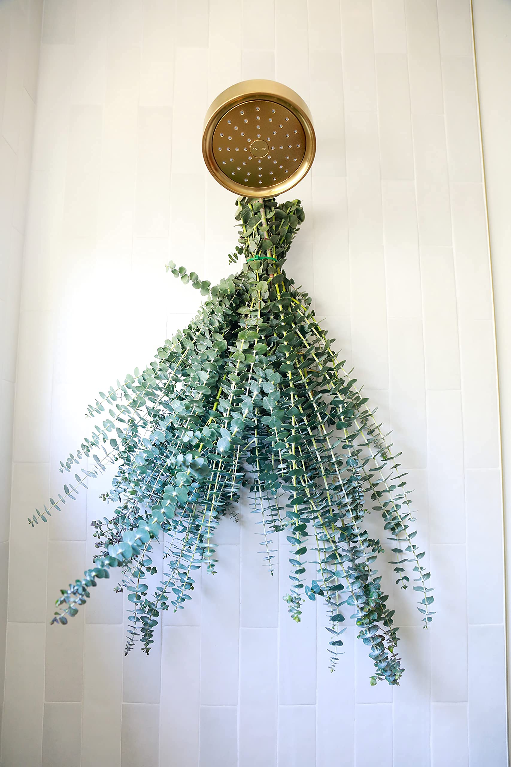 Eucalyptus Shower Bouquet | Pebble & Vine Plant co.